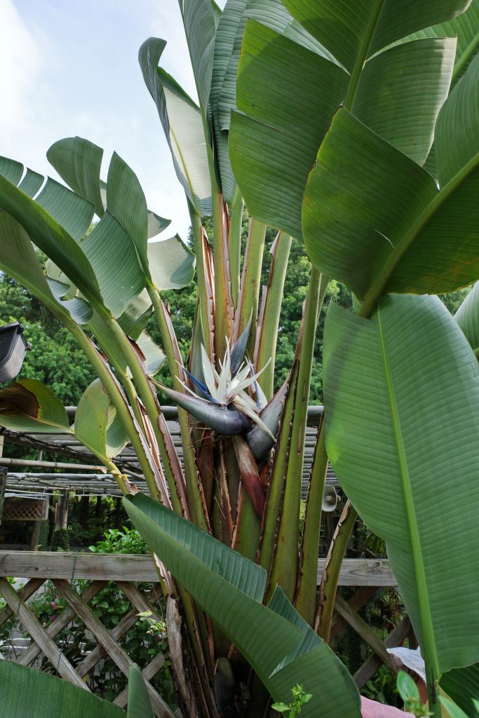 旅人蕉科 Strelitziaceae – 菁芳園綠生活