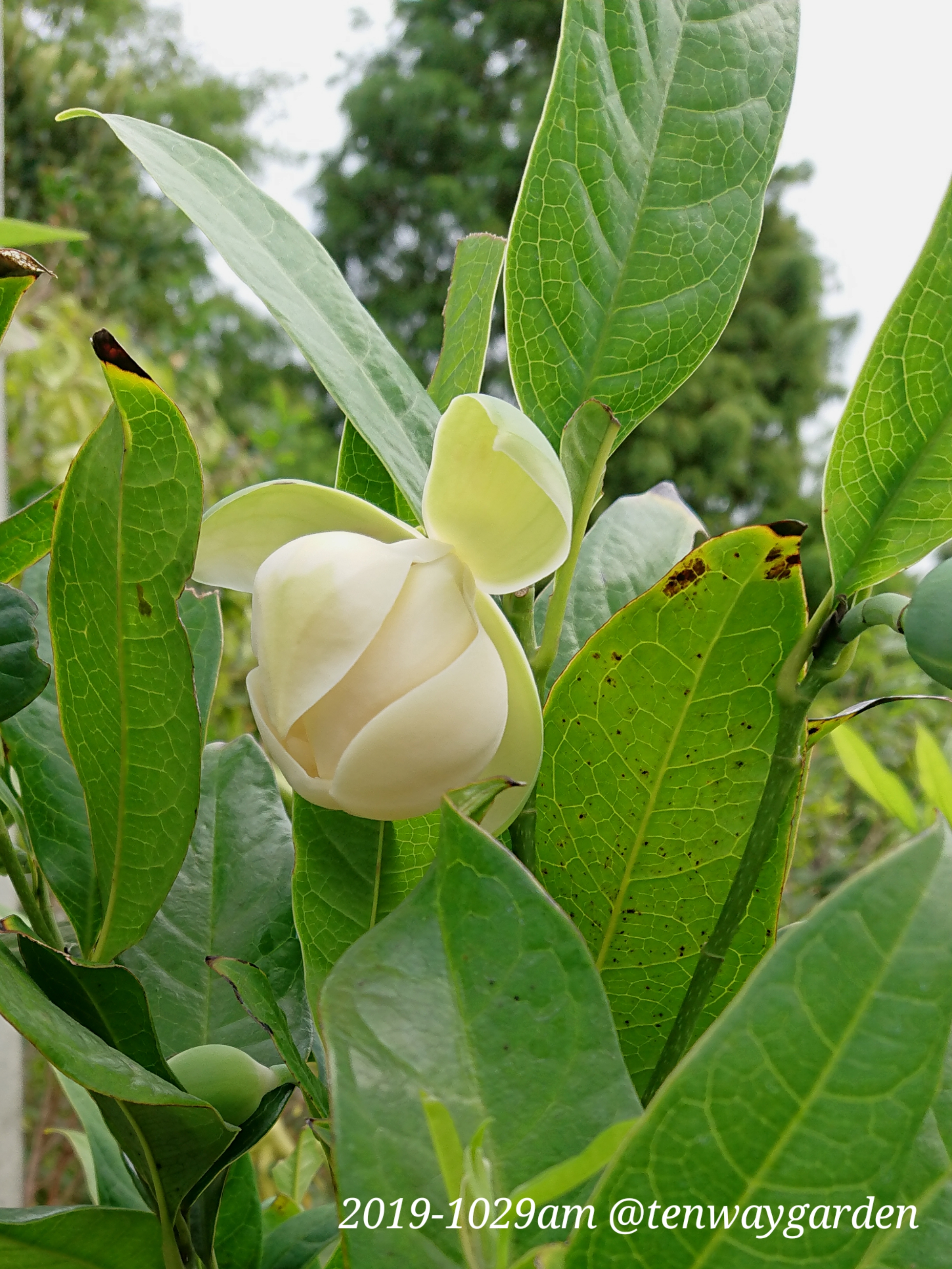 夜合花 Magnolia coco – 菁芳園綠生活