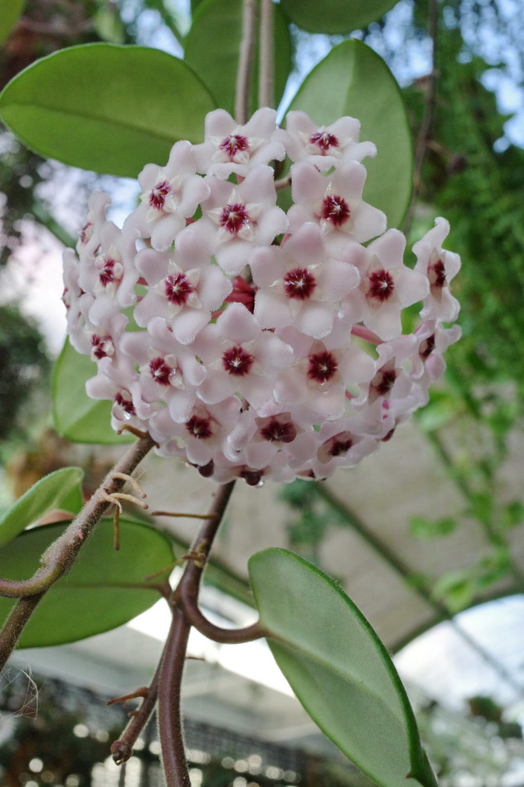 毬蘭 Hoya spp. – 菁芳園綠生活