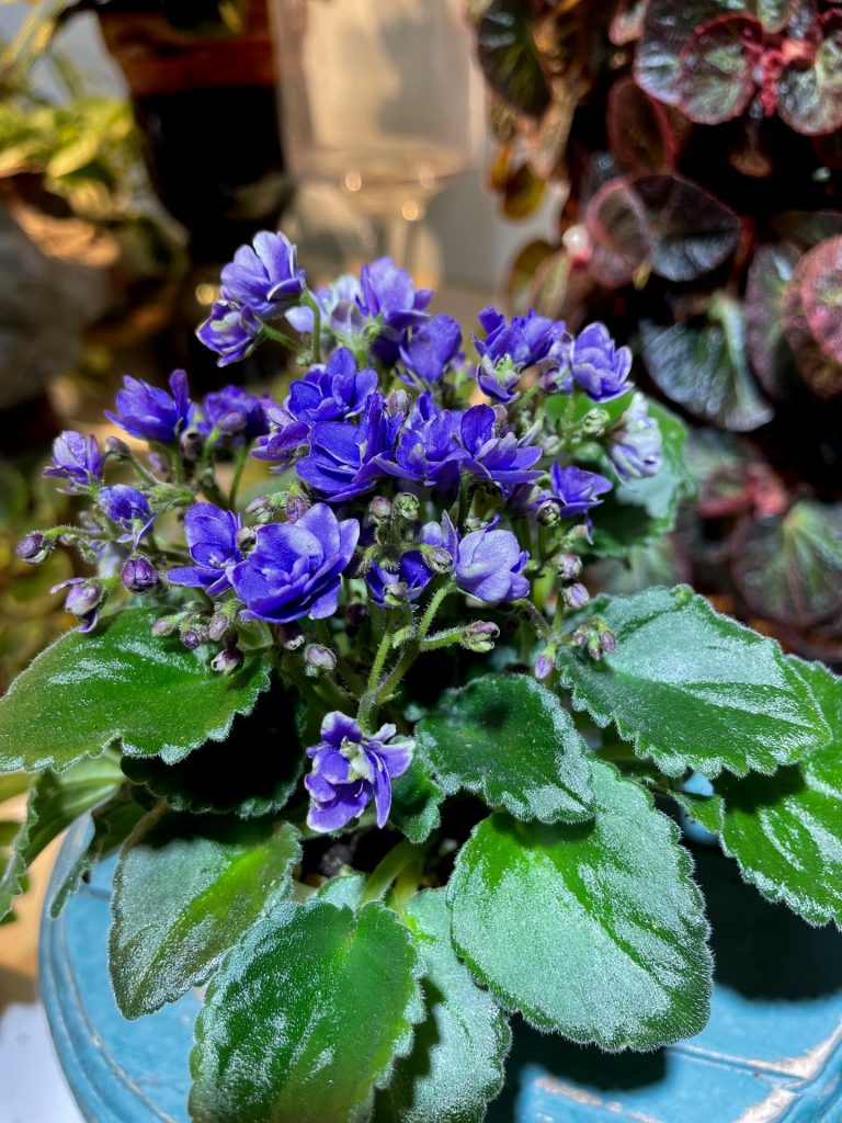 非洲堇 ‘Optimara Little Moonstone’ – 菁芳園綠生活