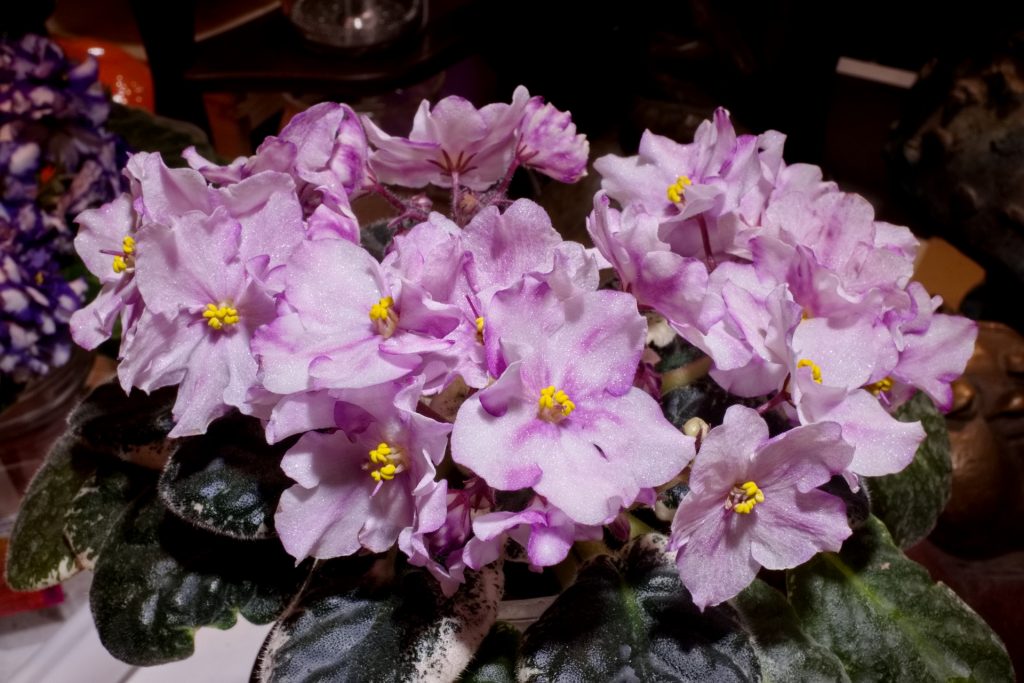 非洲堇 ‘Rivermist Pearls’ – 菁芳園綠生活