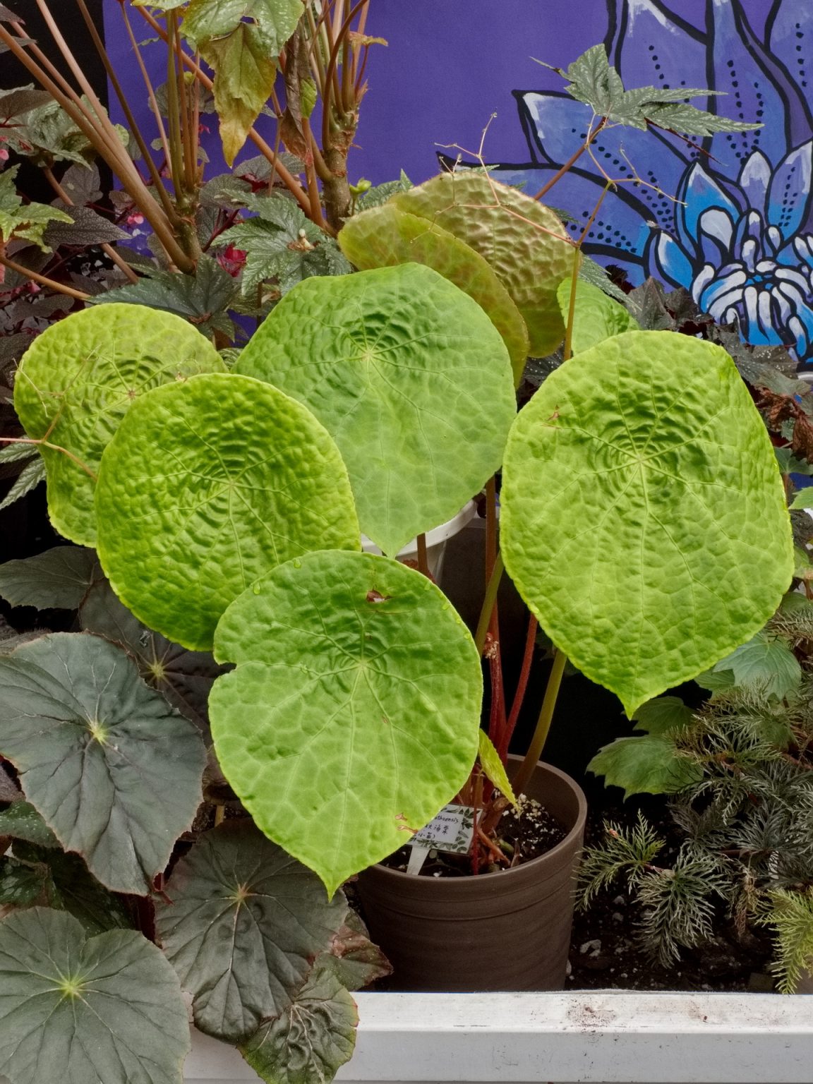 富壽秋海棠 – 菁芳園綠生活