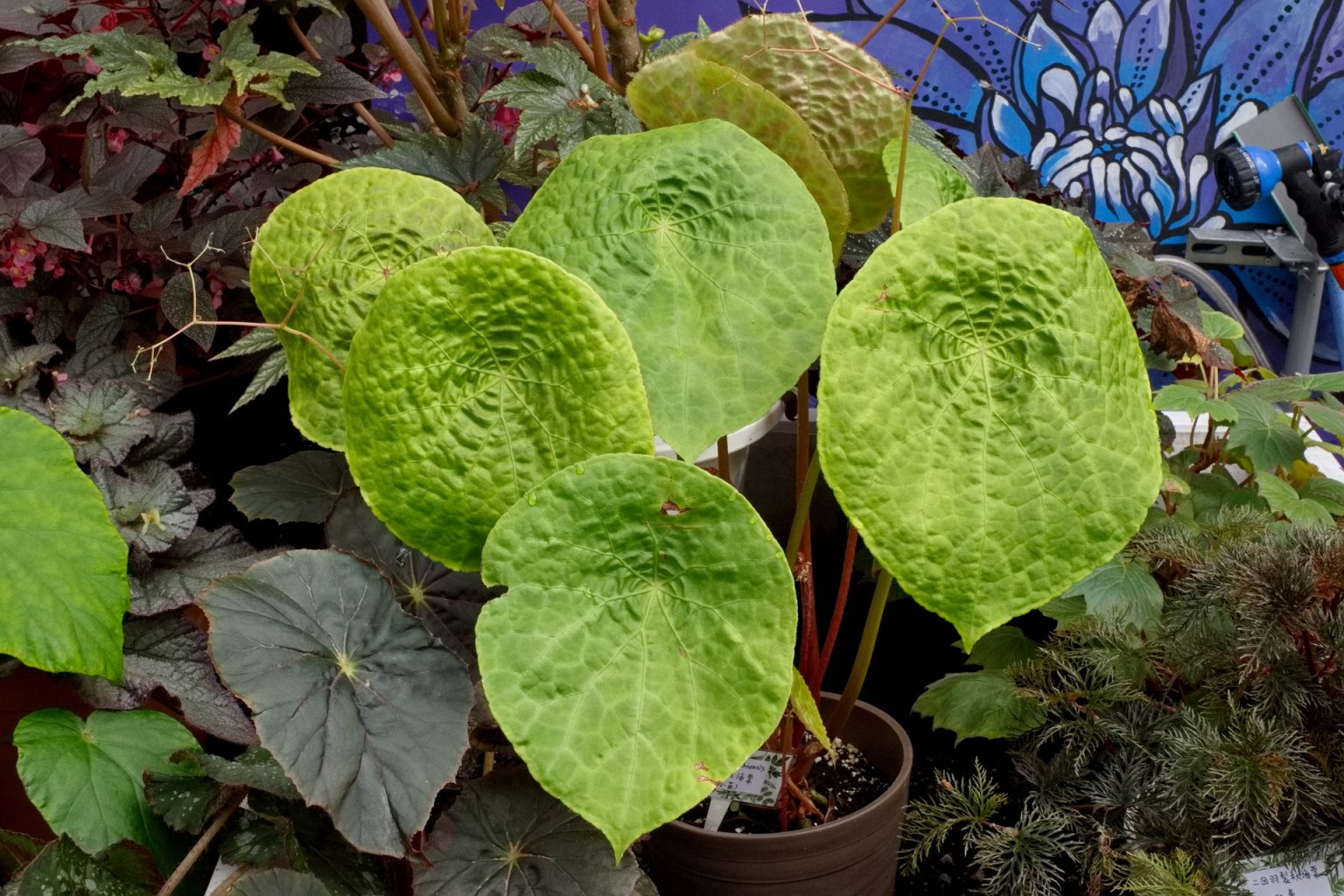 富壽秋海棠 – 菁芳園綠生活