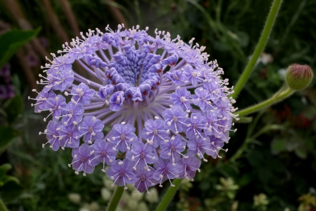 飾帶花屬 Trachymene – 菁芳園綠生活