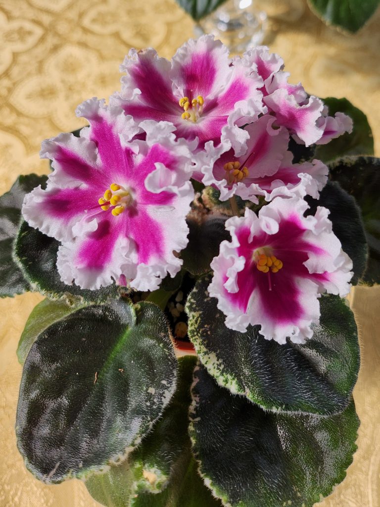 非洲堇 ‘VTA-Amazonka’ – 菁芳園綠生活